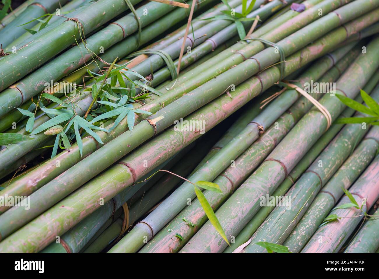 pile of bamboo trees close up in a chinese forest Stock Photo - Alamy