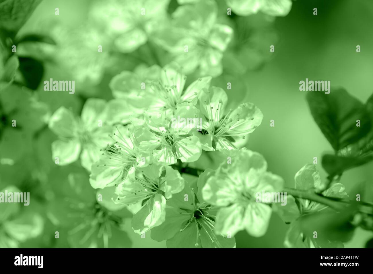 Beautiful blossoming cherry tree on a spring day. Natural background ...
