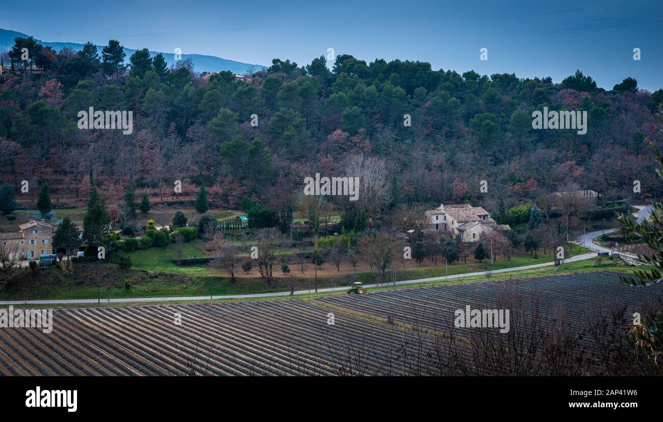 rustic Landscape .provence France ,with lavender fields in winter Stock ...