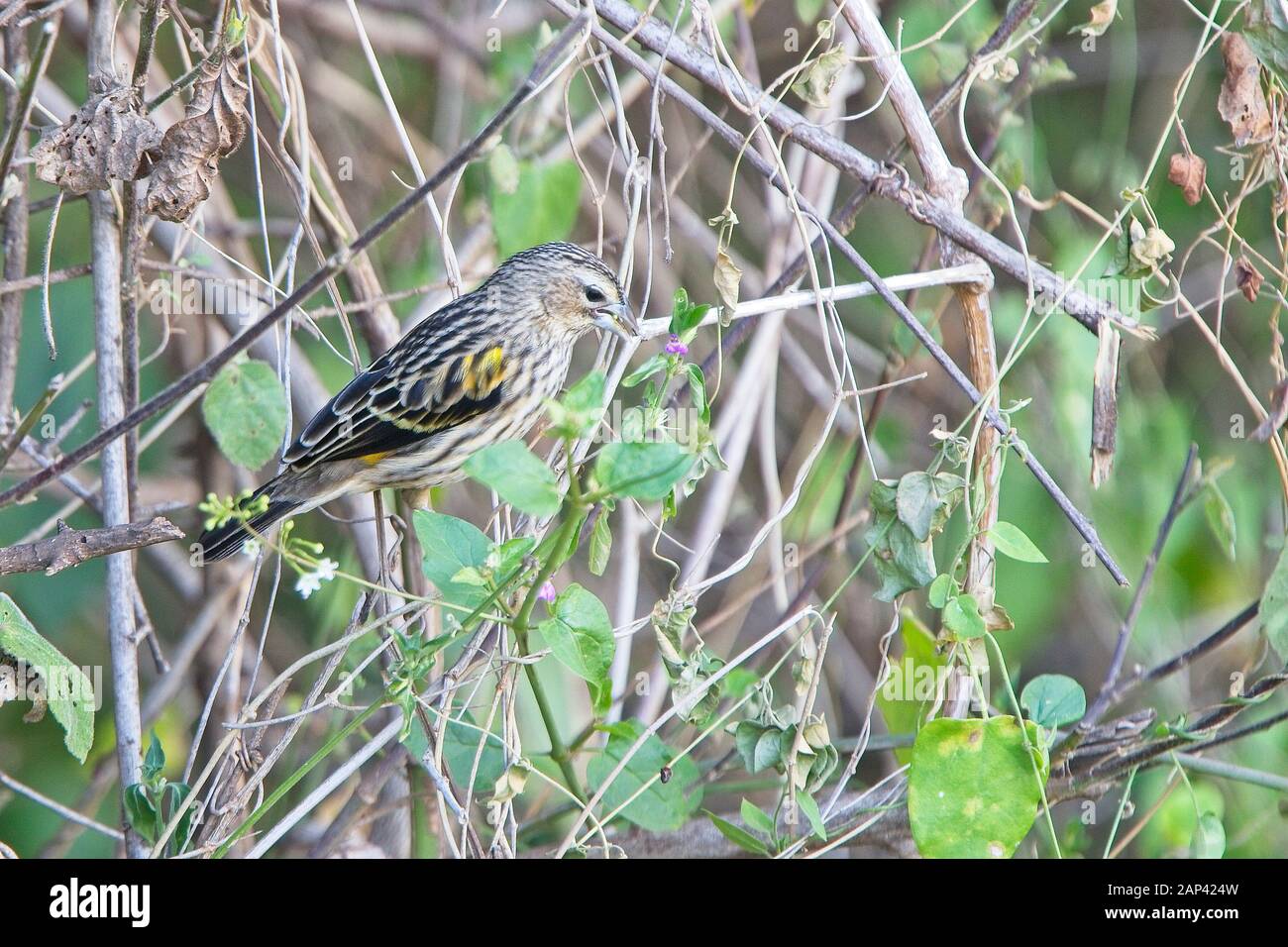 Yellow Bishop (Euplectes capensis crassirostris), in non-breeding male ...
