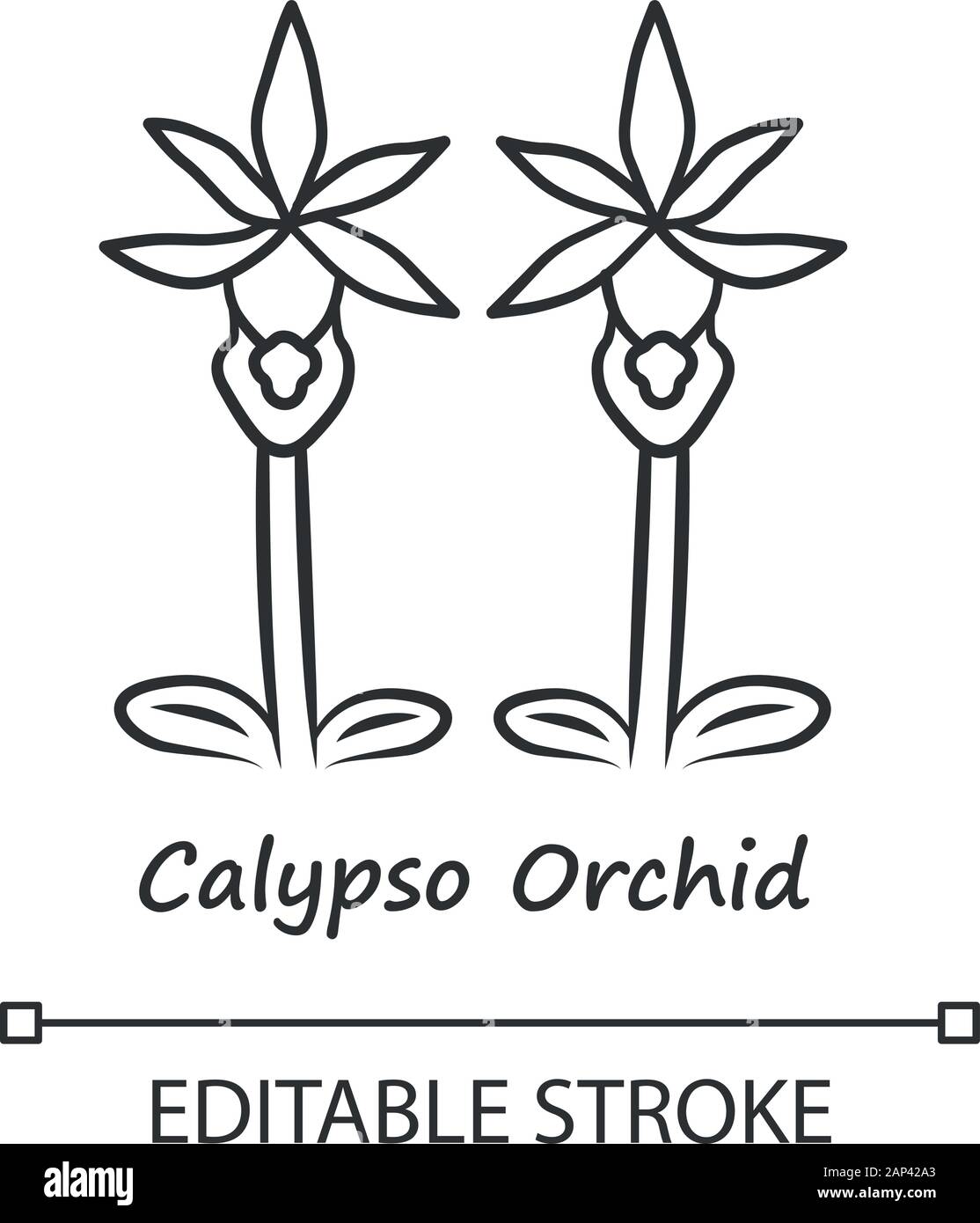 Calypso orchid linear icon. Thin line illustration. Exotic blooming ...
