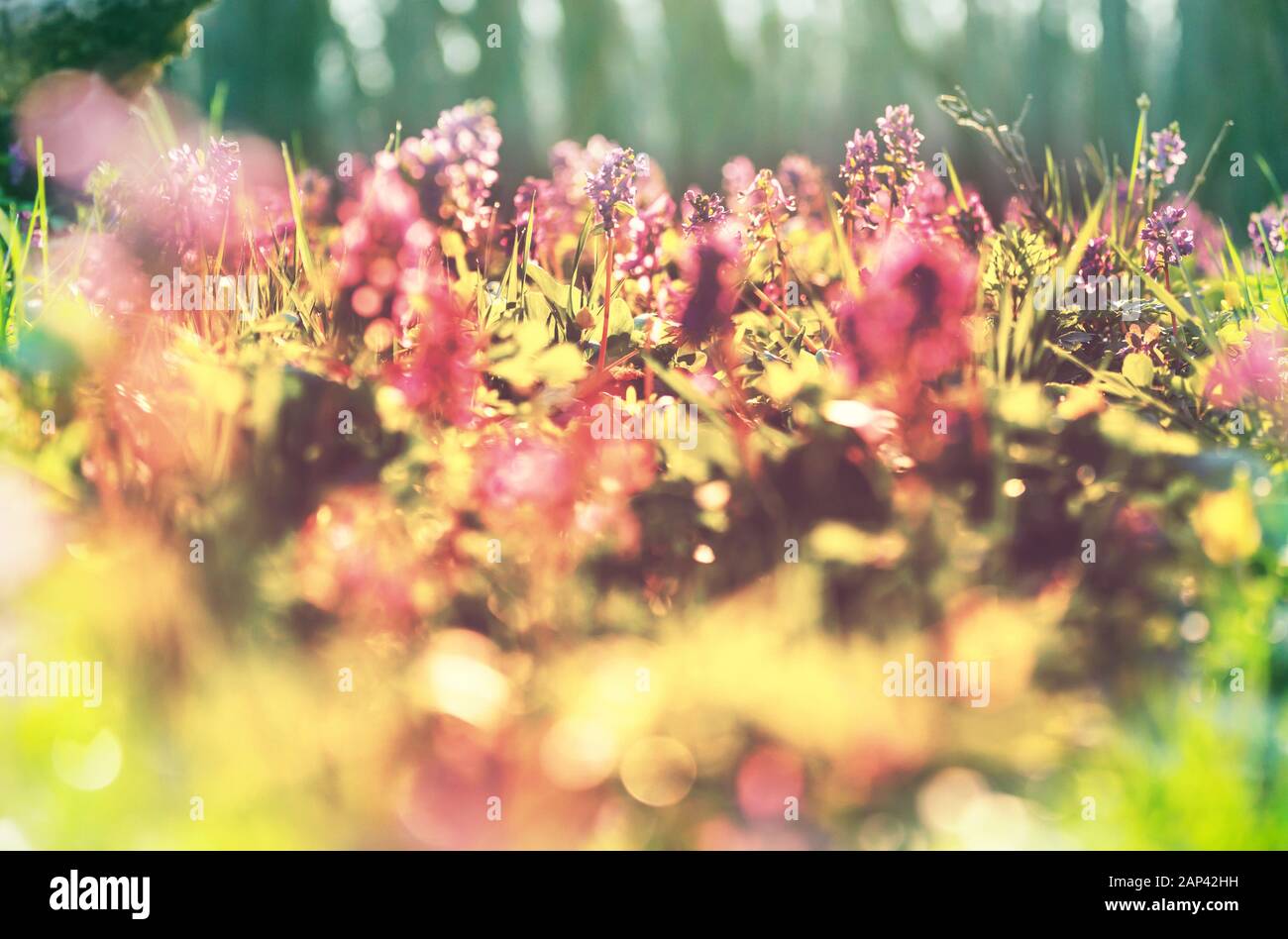 Beautiful woodland landscapes. Spring flowers In the forest Stock Photo ...