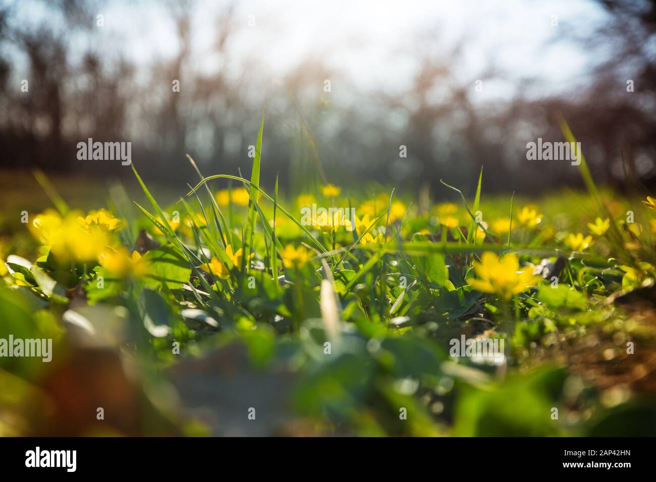 Beautiful woodland landscapes. Spring flowers In the forest Stock Photo ...