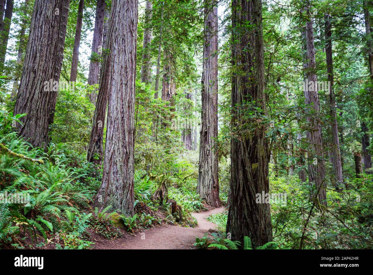 Redwood trees in Northern California forest, USA Stock Photo - Alamy