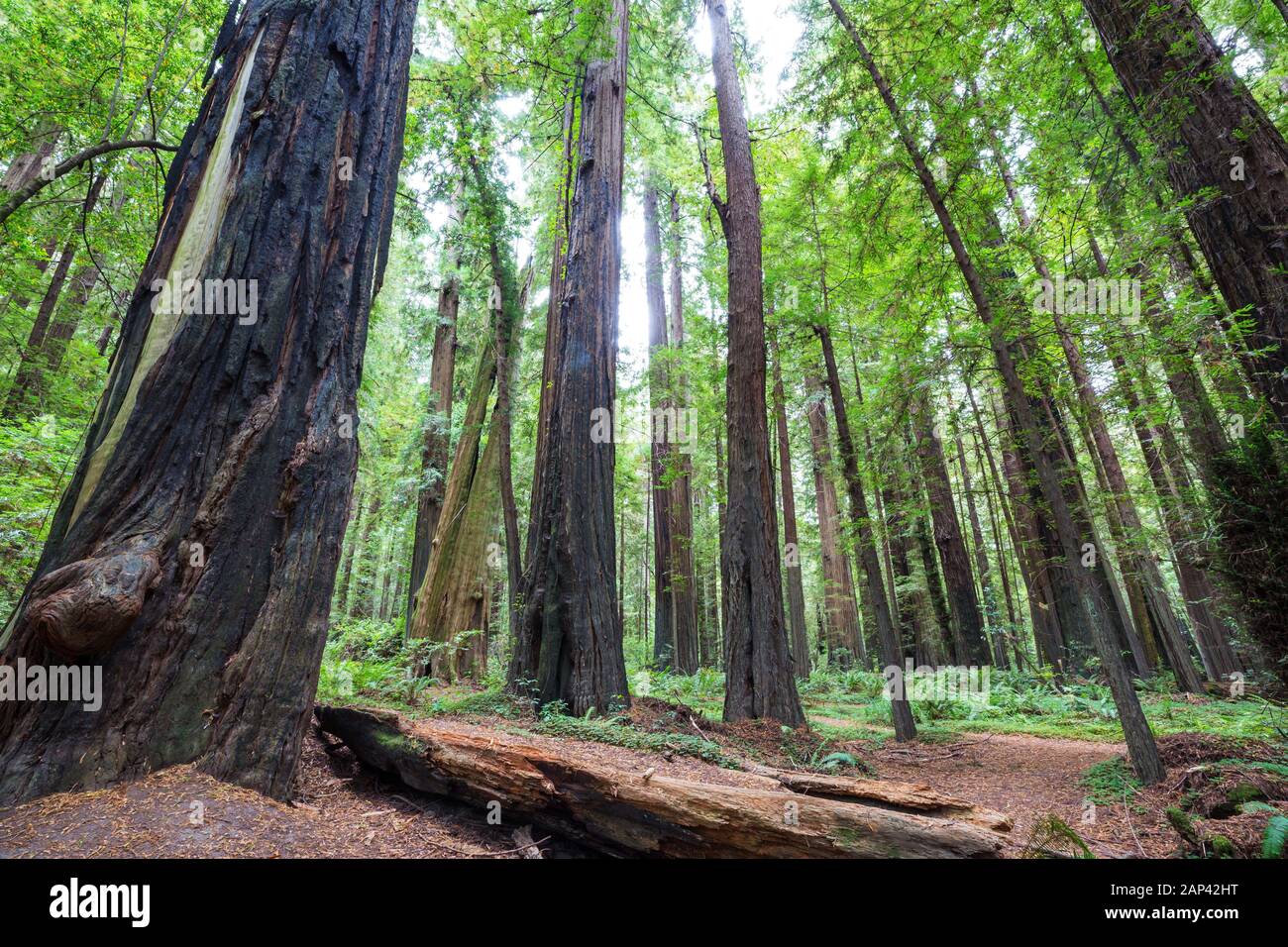 Redwood trees in Northern California forest, USA Stock Photo - Alamy