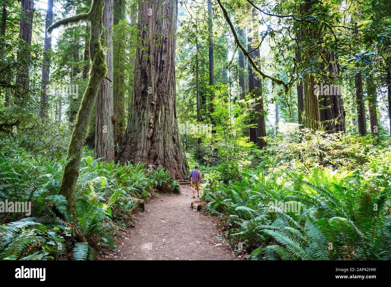 Redwood trees in Northern California forest, USA Stock Photo - Alamy