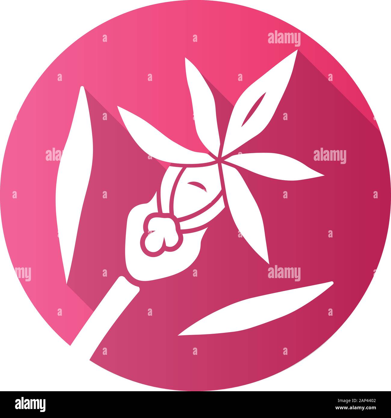 Cattleya cattleya sp Stock Vector Images - Alamy