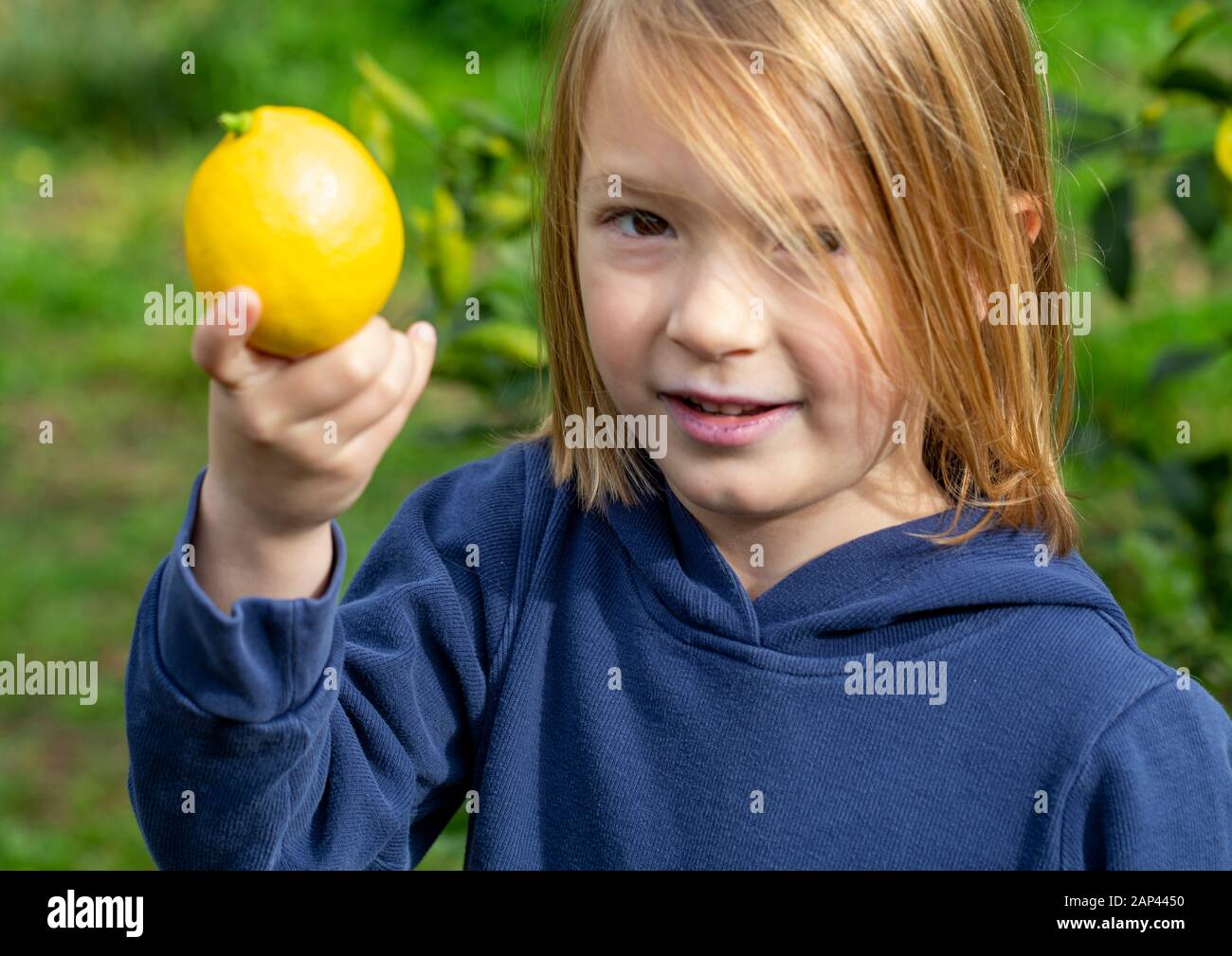 How to prune a lemon tree hi-res stock photography and images - Alamy