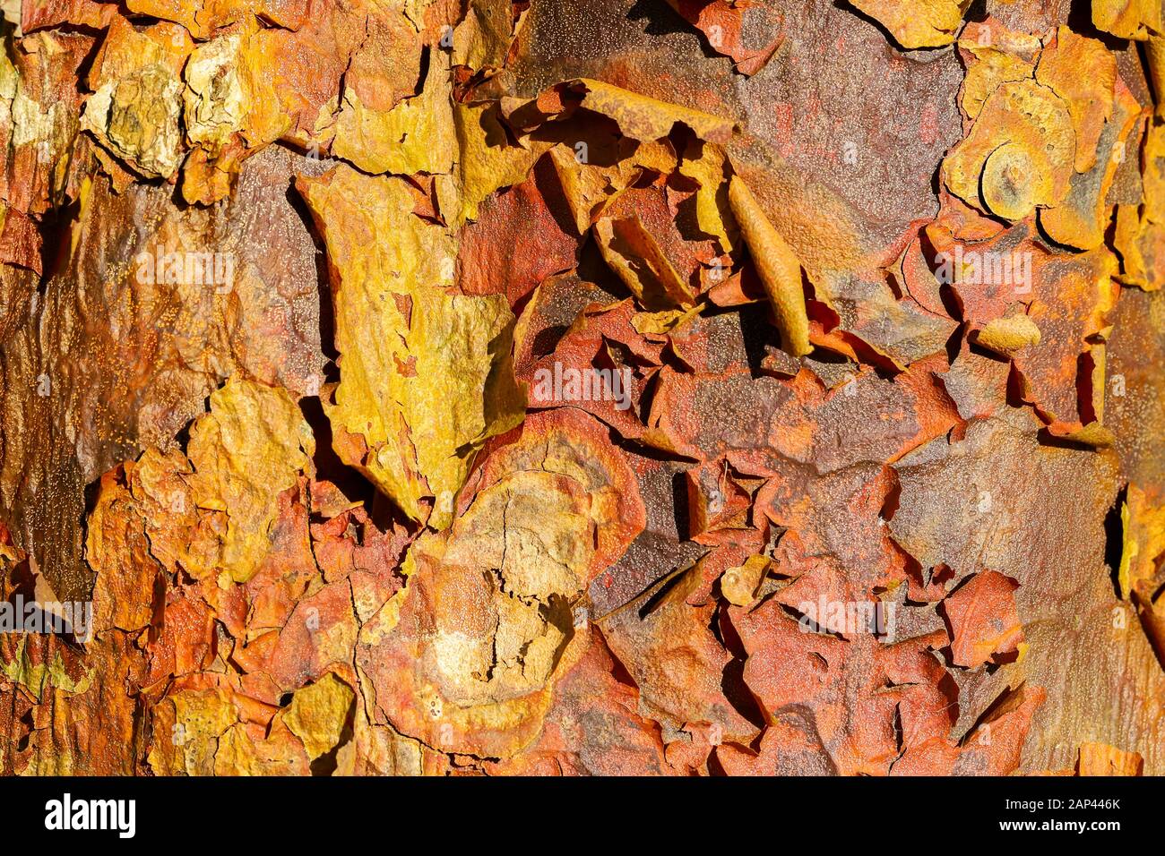 Peeling Maple Tree Bark High Resolution Stock Photography and Images ...
