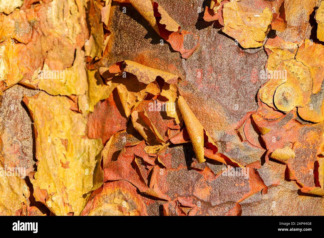 Peeling maple tree bark hi-res stock photography and images - Alamy