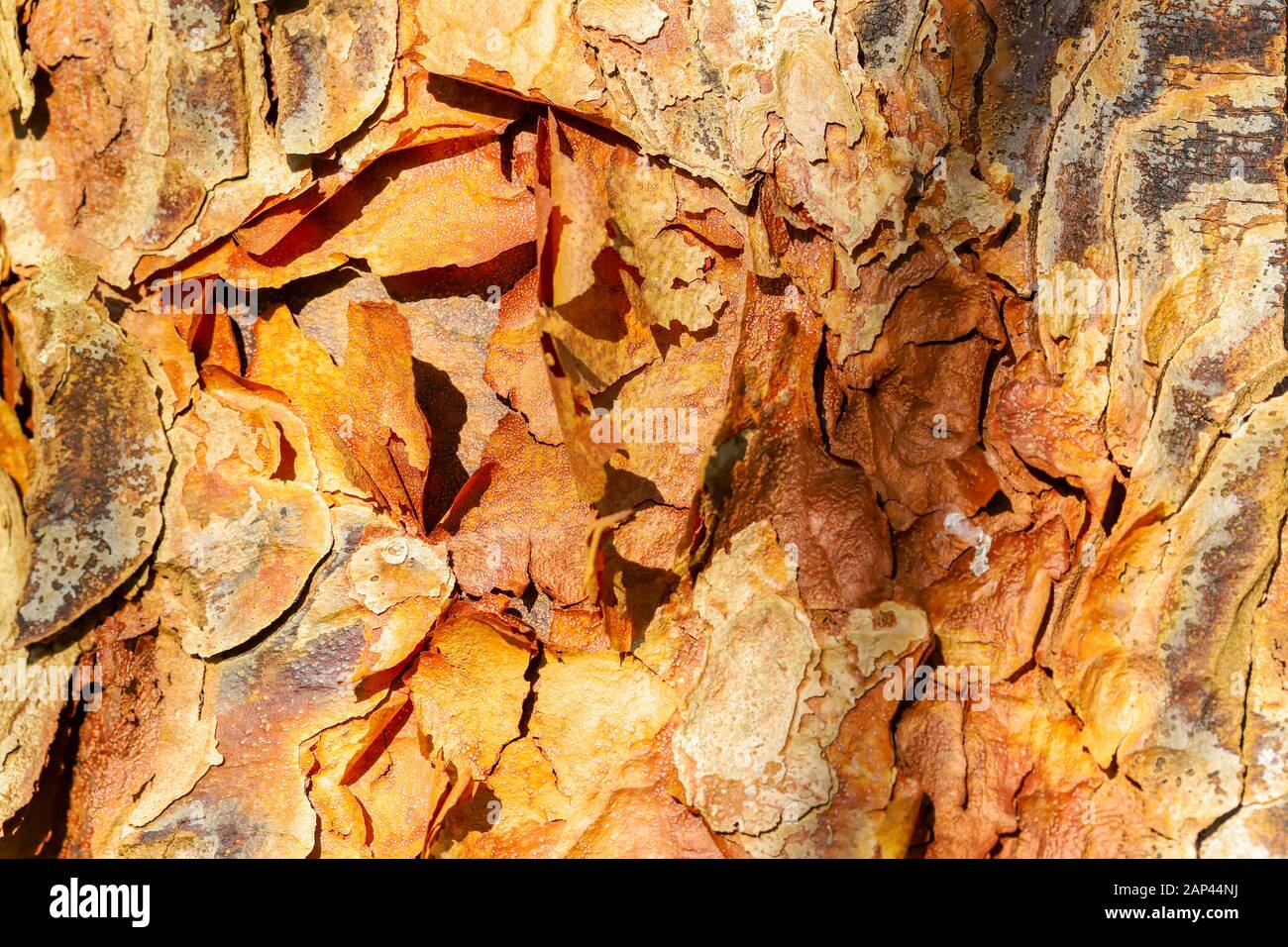 Peeling Maple Tree Bark High Resolution Stock Photography and Images ...