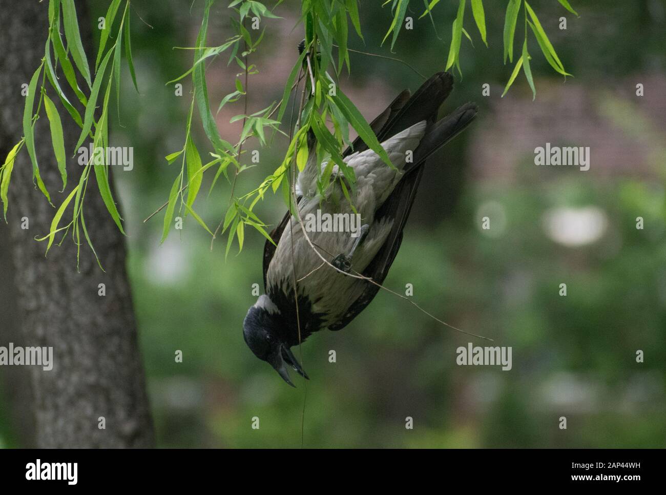 Dangle hi-res stock photography and images - Alamy