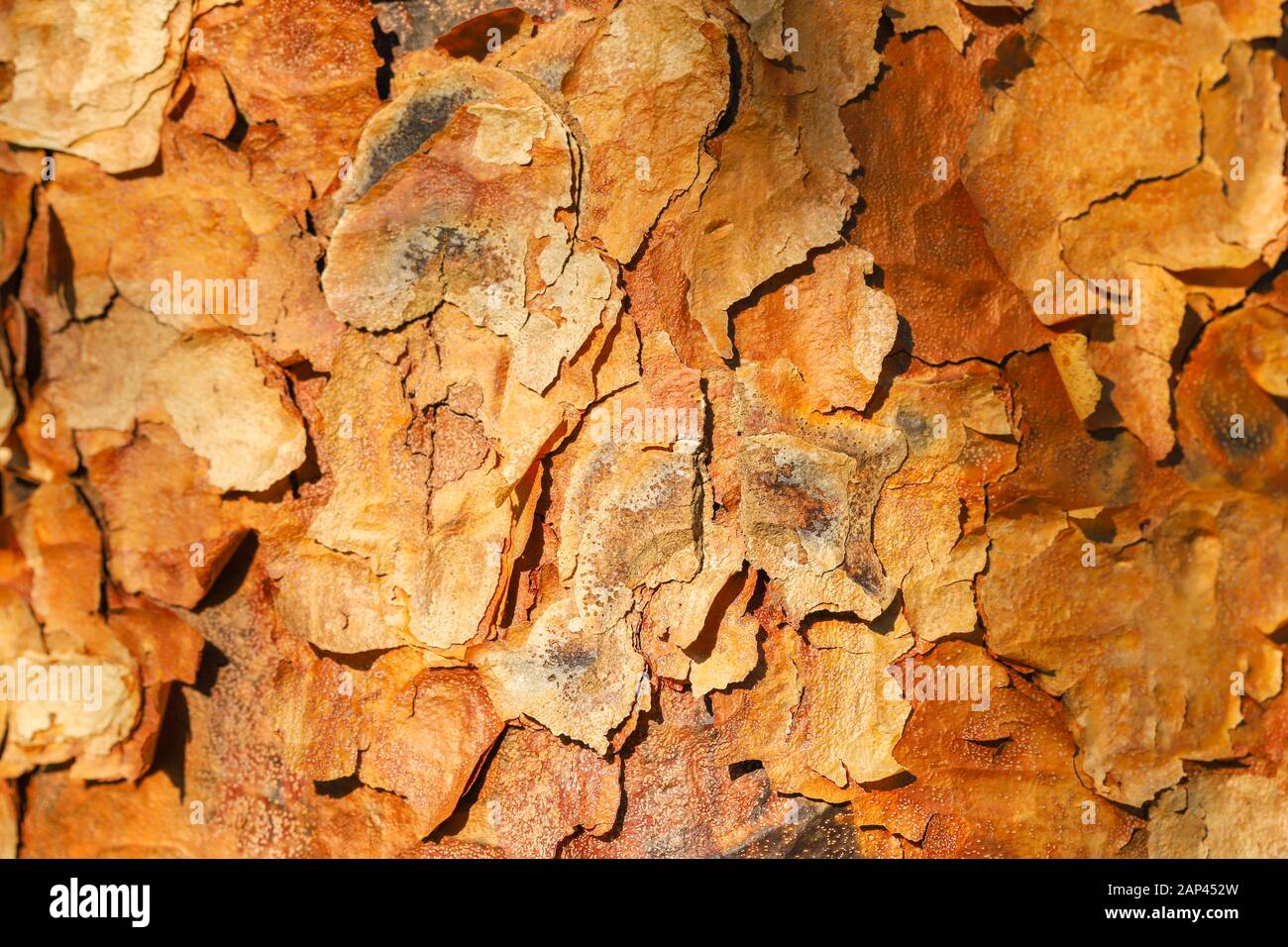Chinese maple tree hi-res stock photography and images - Alamy