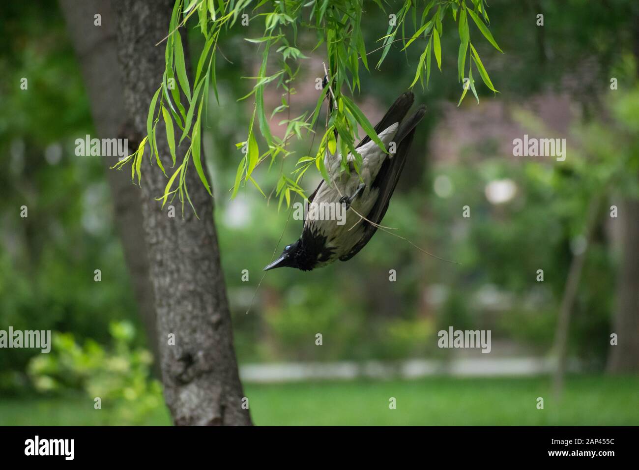 Playing hanging tree park hi-res stock photography and images - Alamy