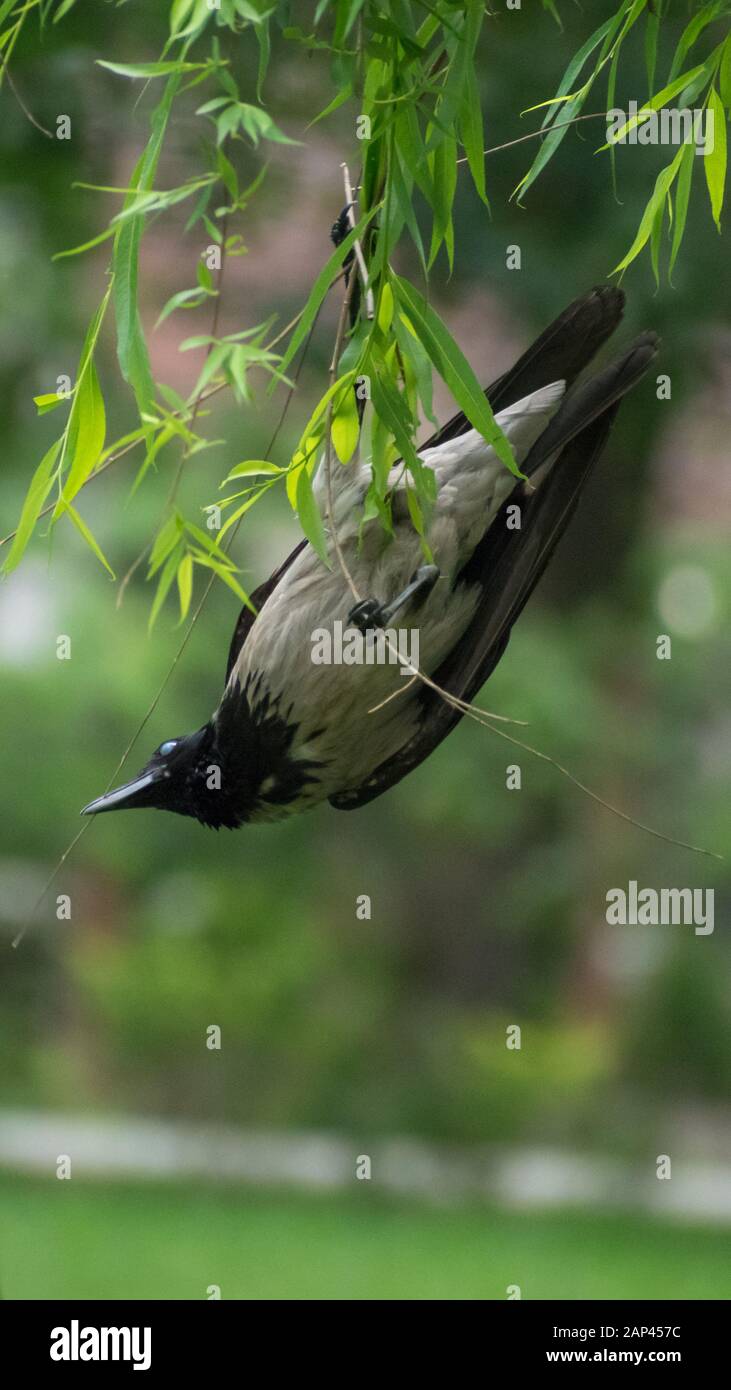 alone hooded crow hang himself from branches of the tree, playing in ...