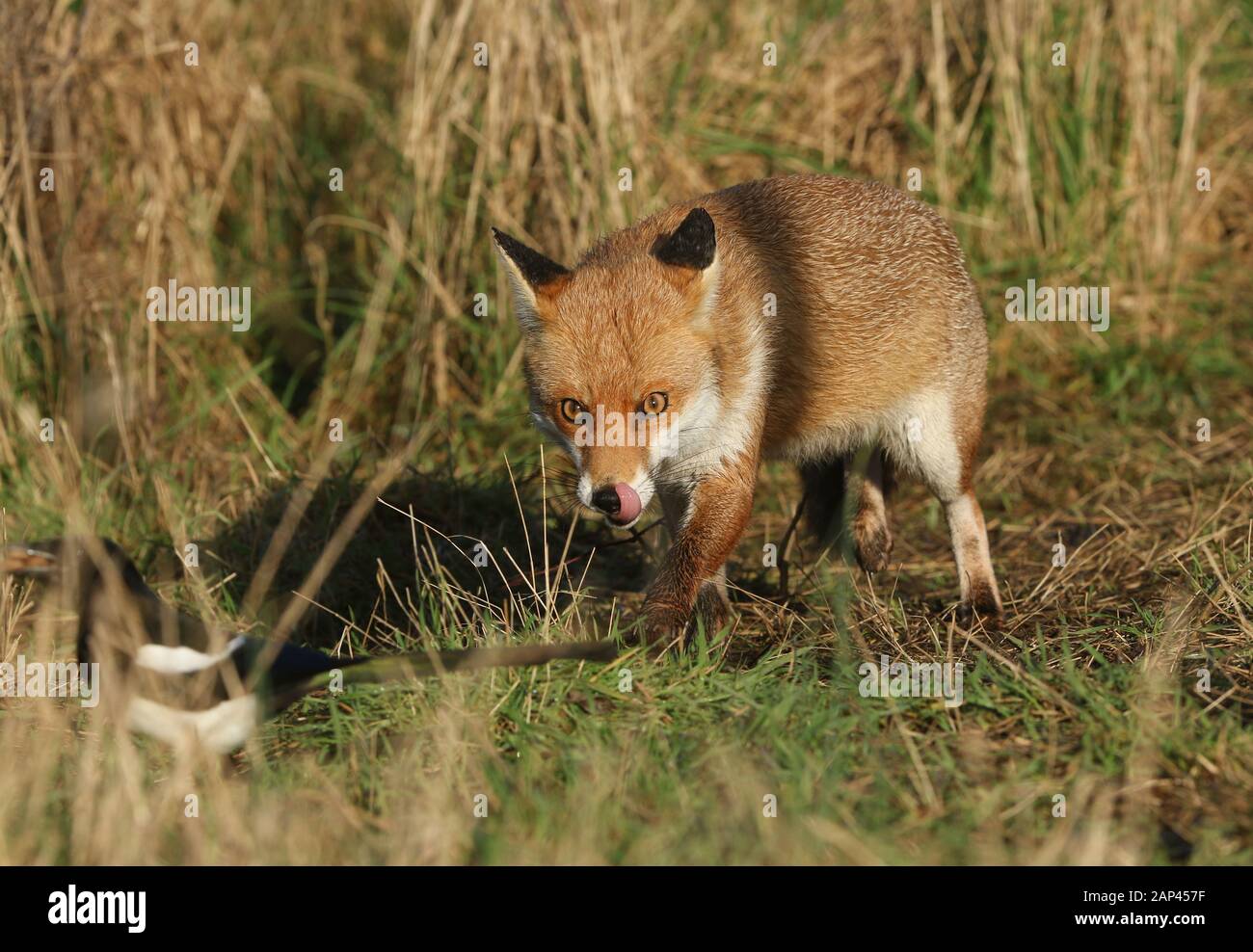 A magnificent hunting Red Fox, Vulpes vulpes, watching a magpie feeding ...