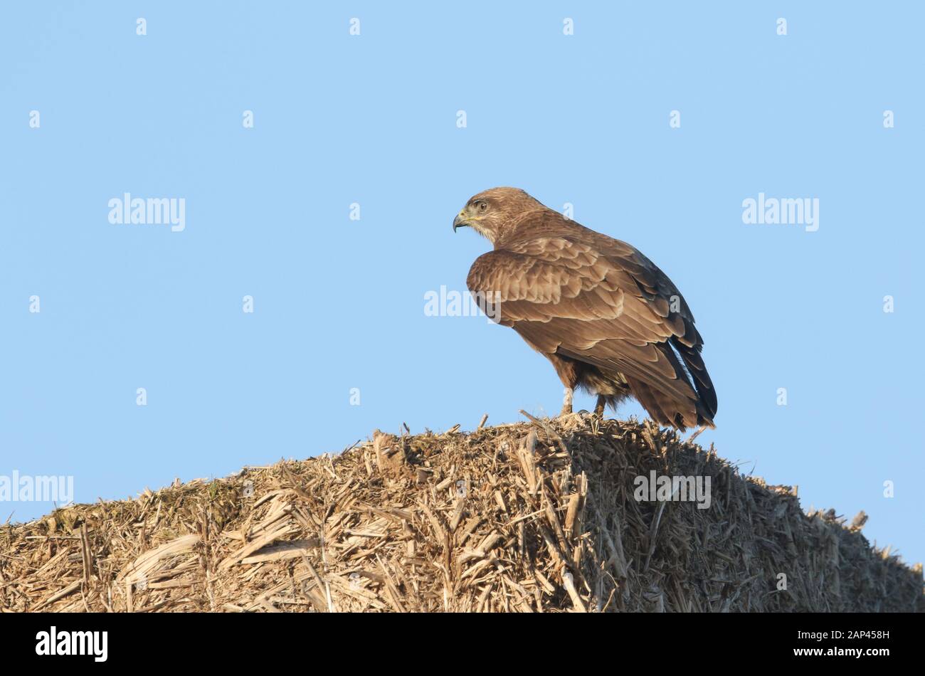 Straw bales bird hi-res stock photography and images - Alamy