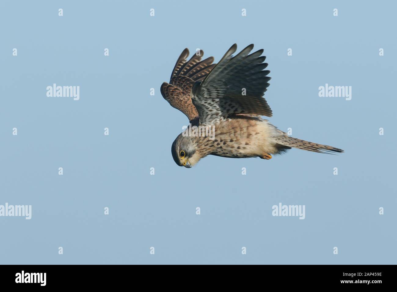 Hoovering flight hi-res stock photography and images - Alamy