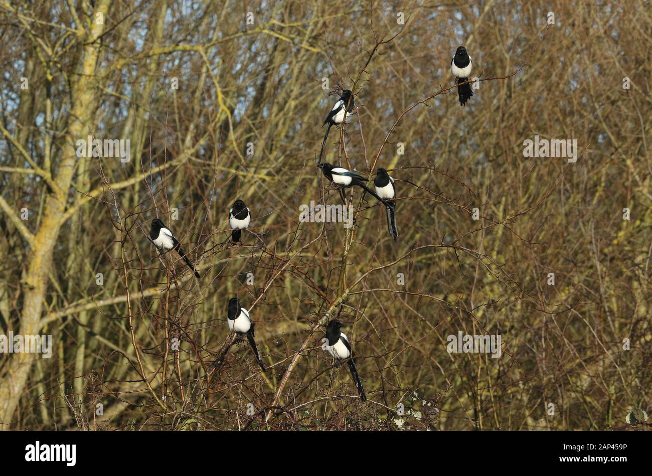 Magpie uk hi-res stock photography and images - Alamy