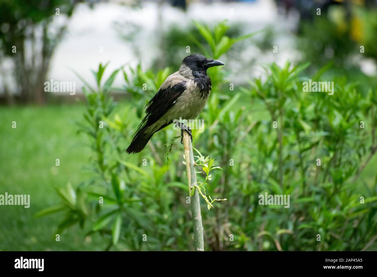 Crow Look Bird High Resolution Stock Photography and Images - Alamy