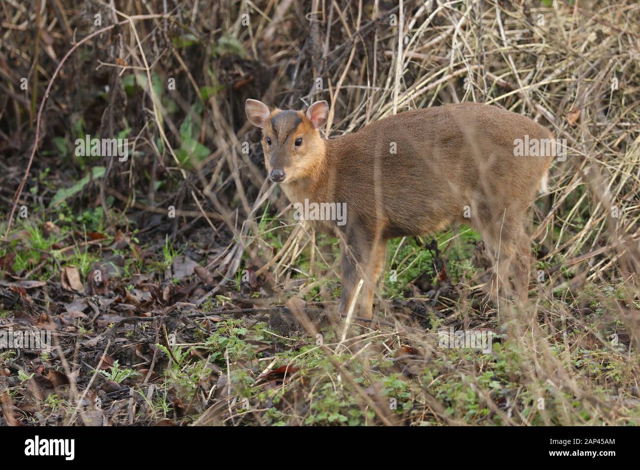 A cute wild baby Muntjac Deer, Muntiacus reevesi, feeding at the edge ...