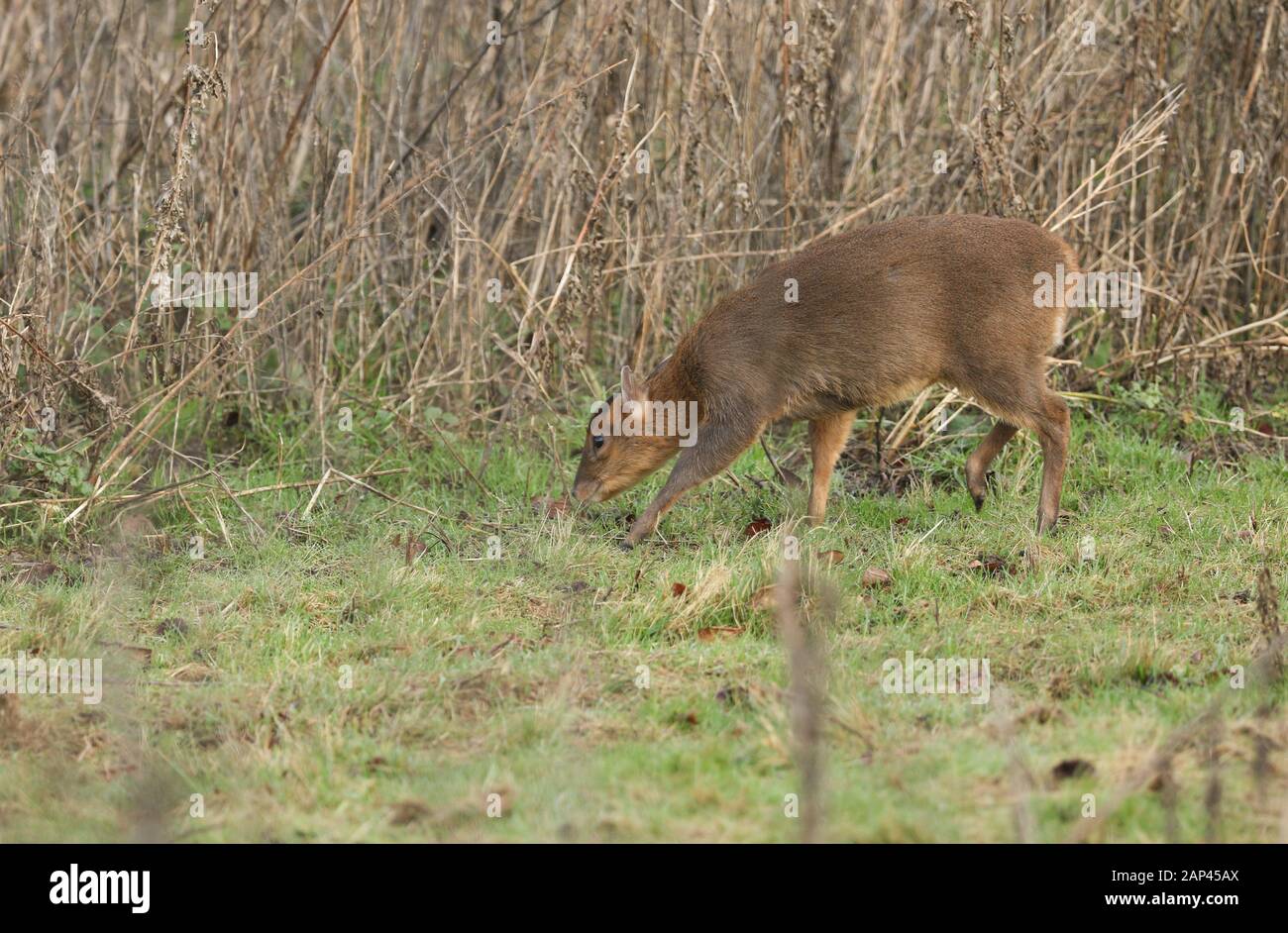 Baby Muntjac Deer High Resolution Stock Photography and Images - Alamy