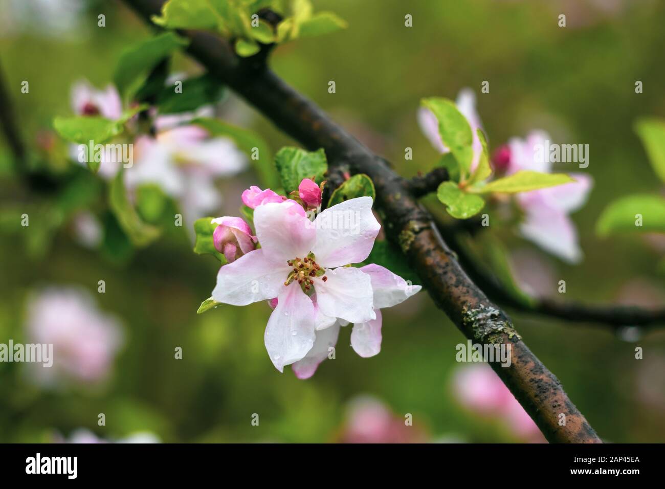 Blooming Apple Tree Wallpaper