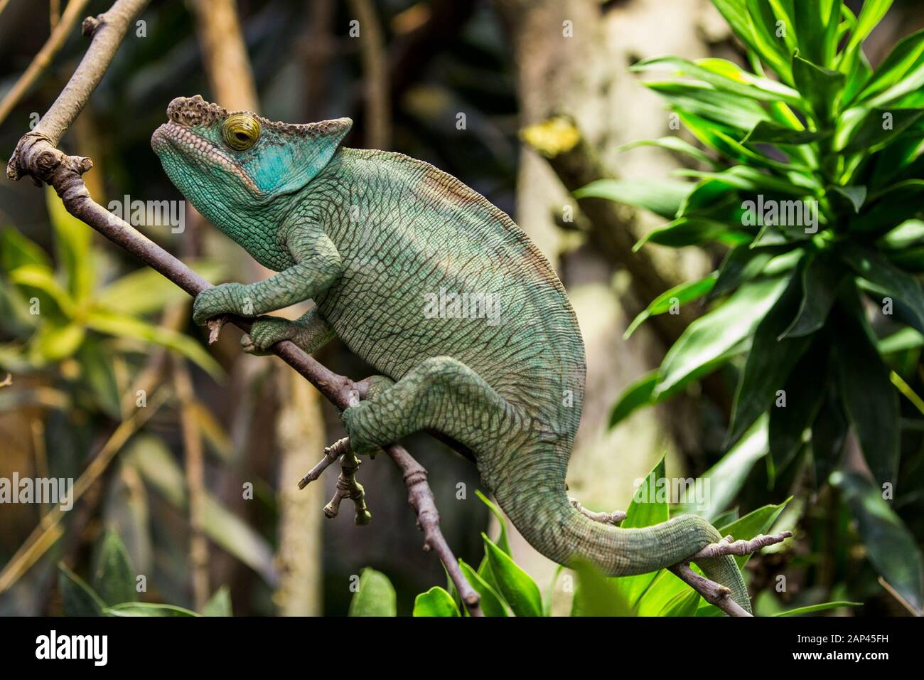 Beautiful green panther chameleon on a tree branch, saurian, wildlife ...