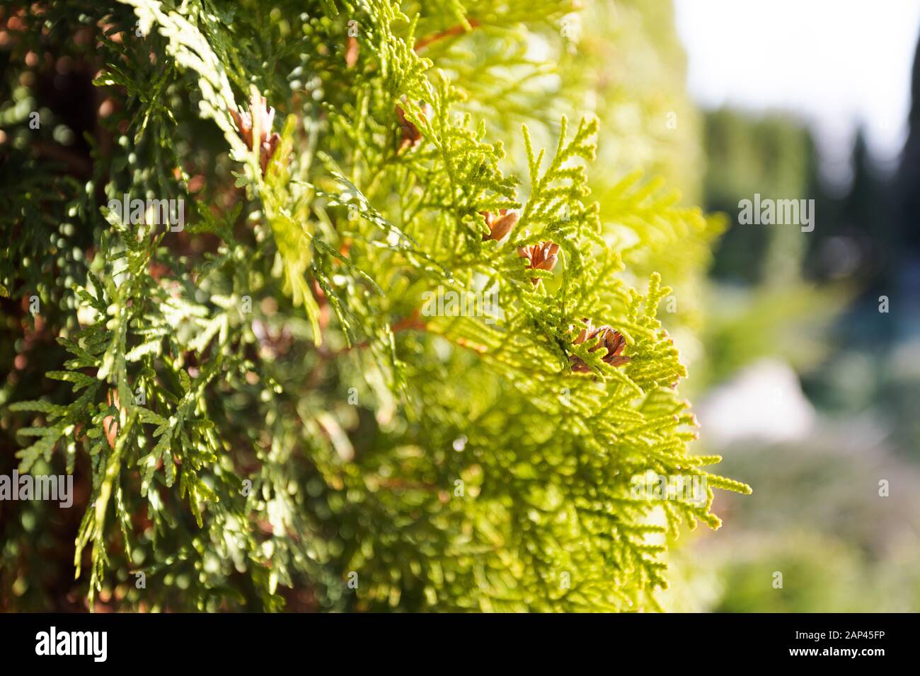 Thuja fence hi-res stock photography and images - Alamy