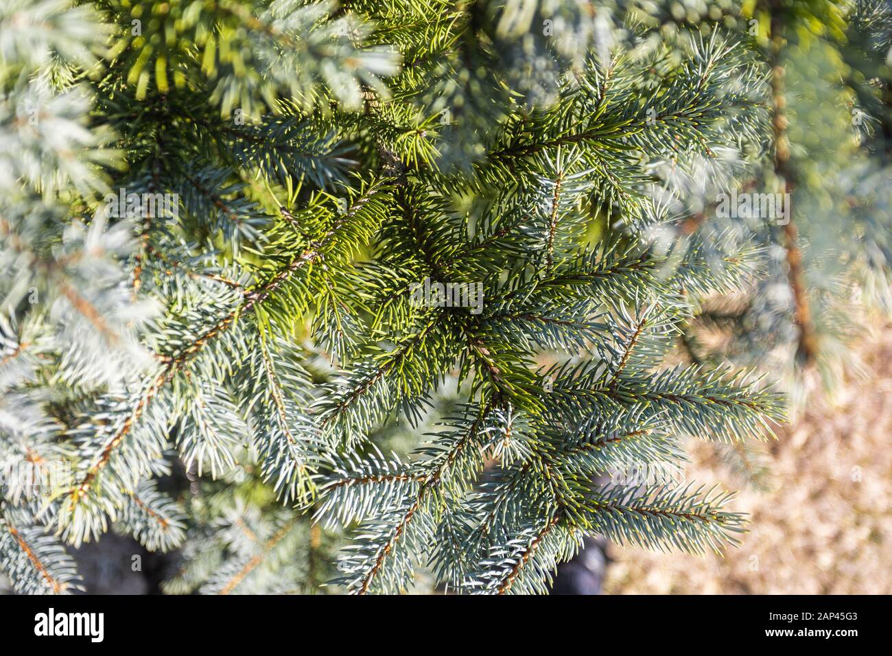 Blue Spruce texture Stock Photo - Alamy