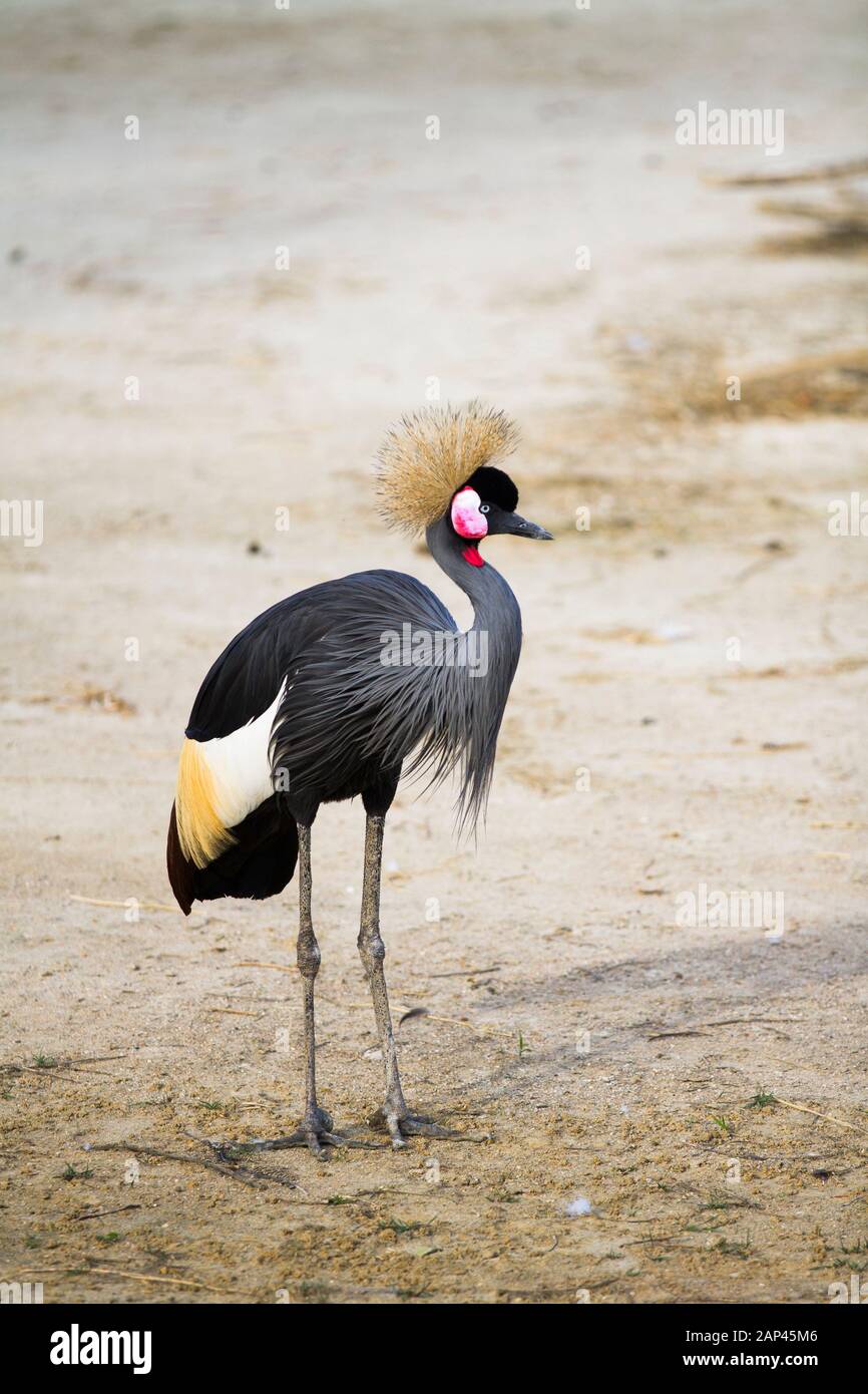 beautiful east african bird, crowned crane bird, african wildlife ...