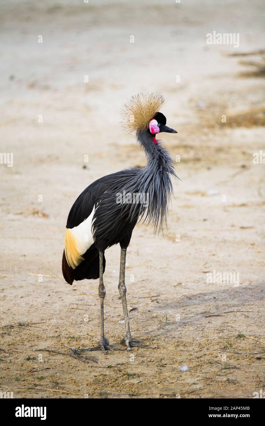 beautiful east african crowned crane bird, yellow crest bird, portrait ...