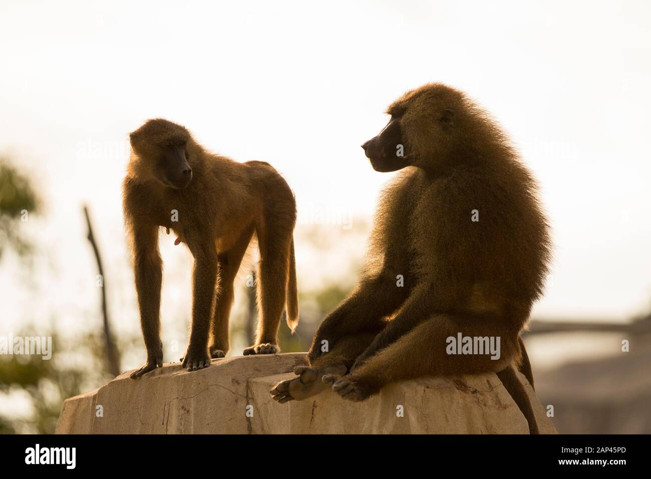 Two baboons on a rock, two beautiful monkeys look at each other Stock ...