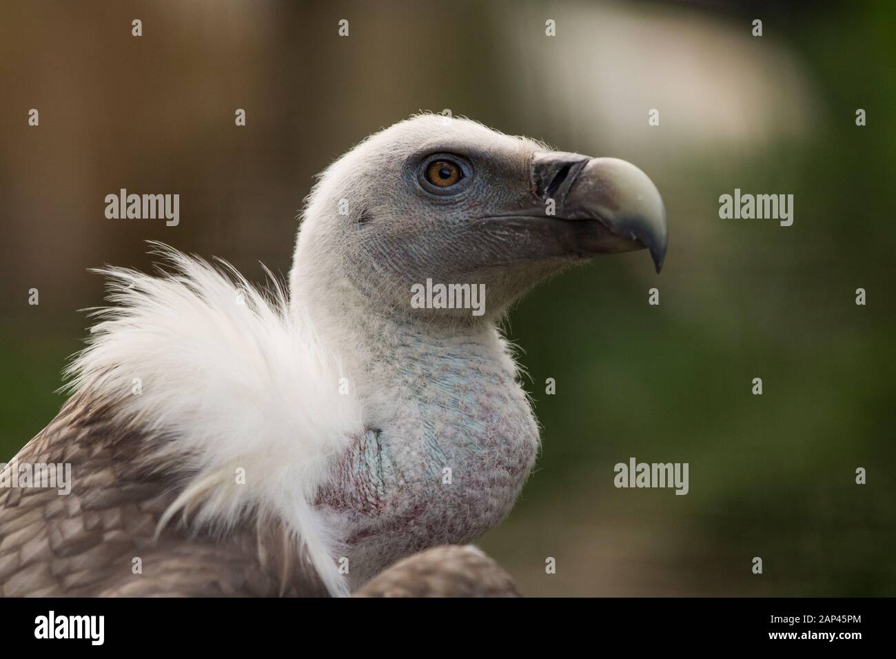 Vulture Scavenger
