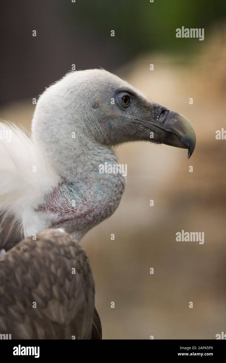 Portrait of a white vulture, scavenger, bird of prey, gyps, griffon ...