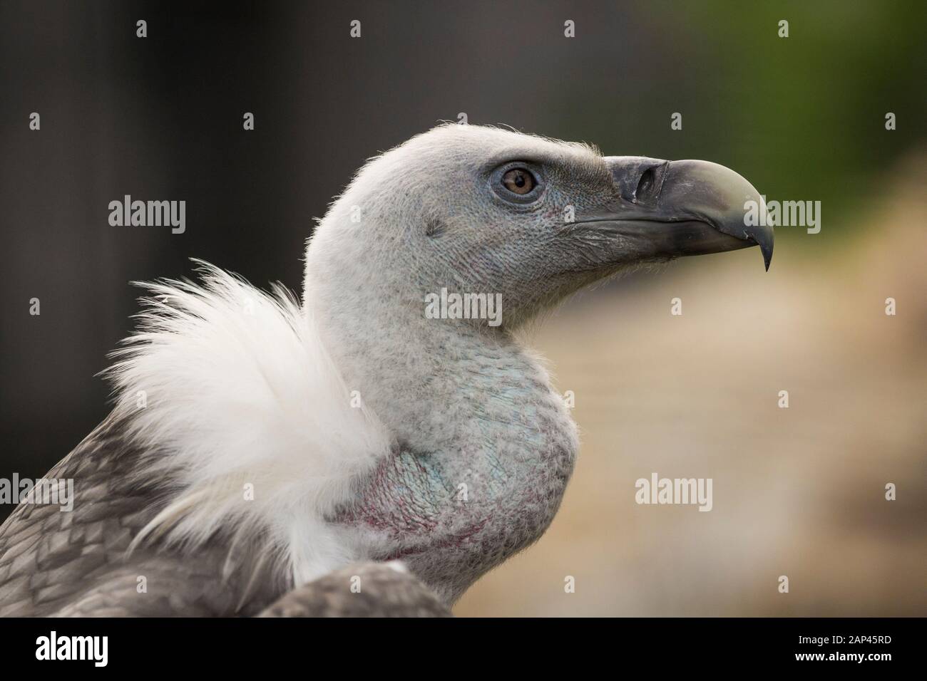 Portrait of a white vulture, scavenger, bird of prey, gyps, griffon ...