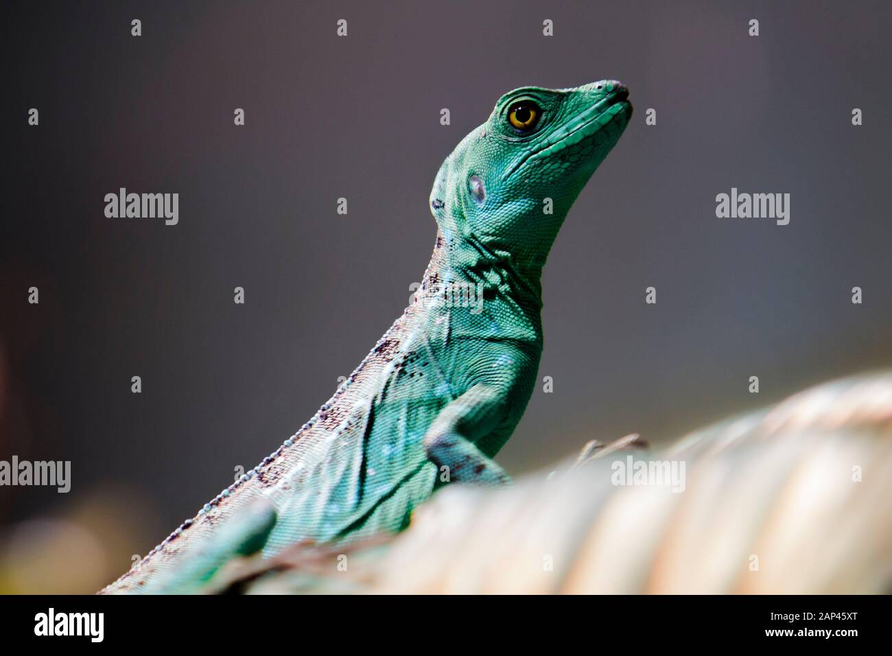 The common basilisk or Jesus Christ lizard portrait, watching us ...