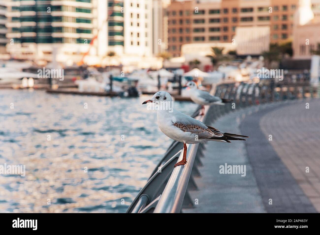 Seagull on Dubai Marina city urban promenade street Stock Photo - Alamy