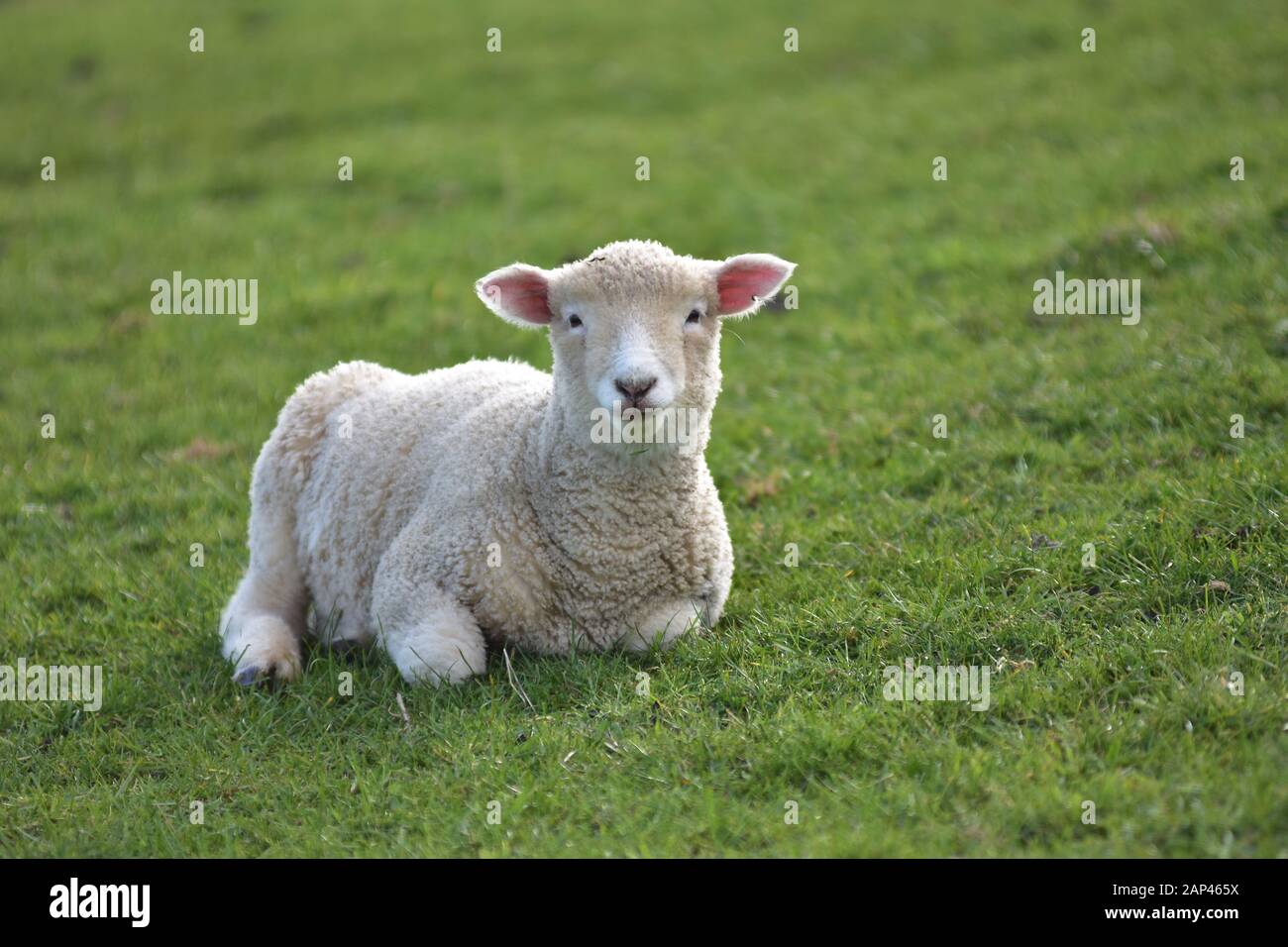 Front view of young lamb resting in short grass Stock Photo - Alamy
