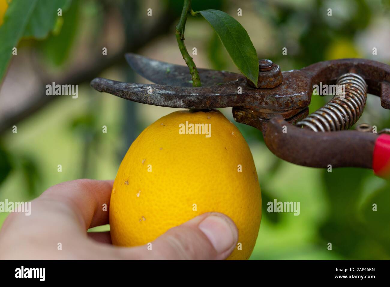 Young children, a boy and a girl, outside in a green garden picking ...