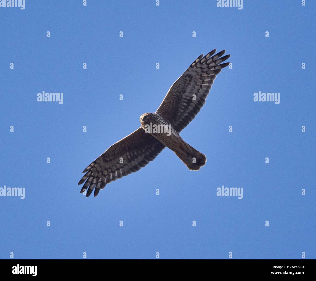 Flying ural owl hi-res stock photography and images - Alamy