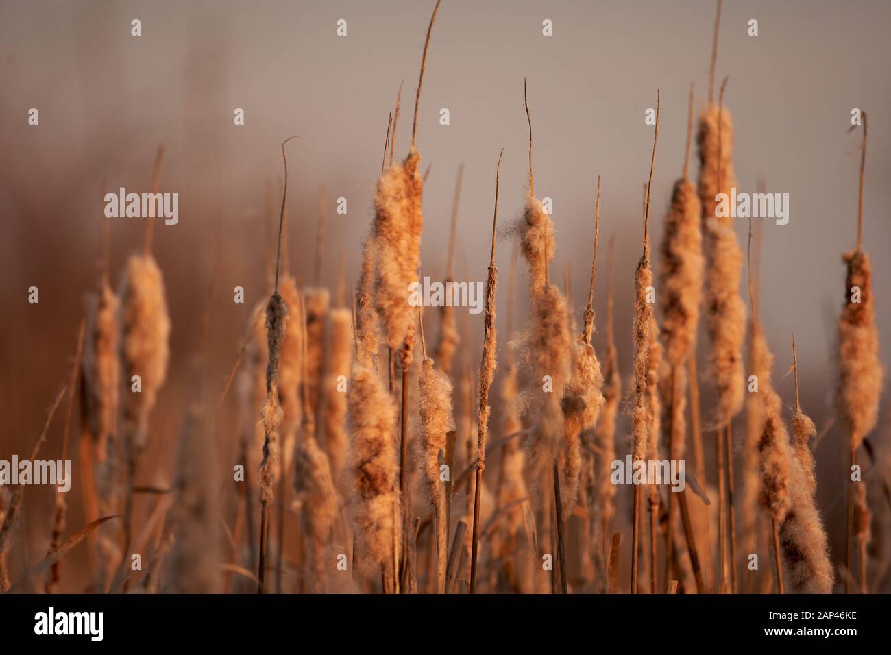 A field with bulrush in the swamp at sunset Stock Photo - Alamy
