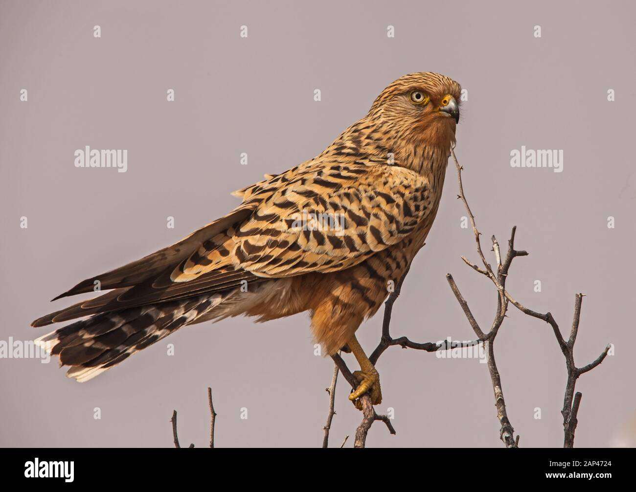 Greater Kestrel (Falco rupicoloides Stock Photo - Alamy