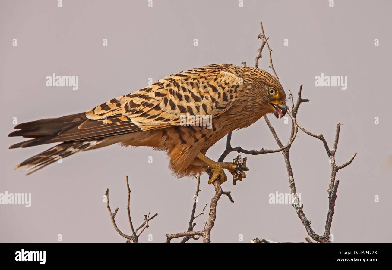 Falco rupicoloides rupicoloides hi-res stock photography and images - Alamy