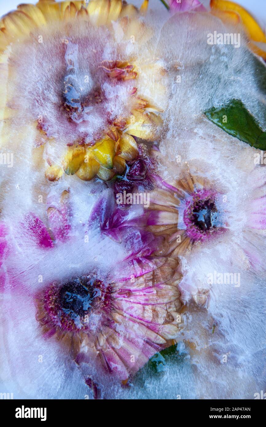 Ice flower hi-res stock photography and images - Alamy