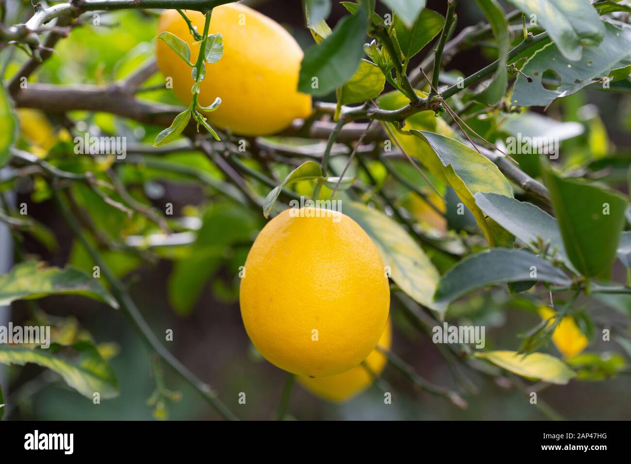 Young children, a boy and a girl, outside in a green garden picking ...