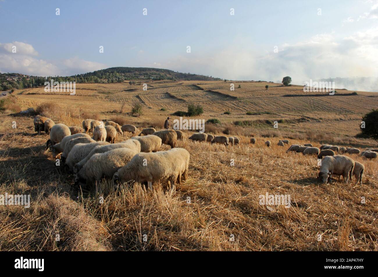 Grazing wheat sheep hi-res stock photography and images - Alamy