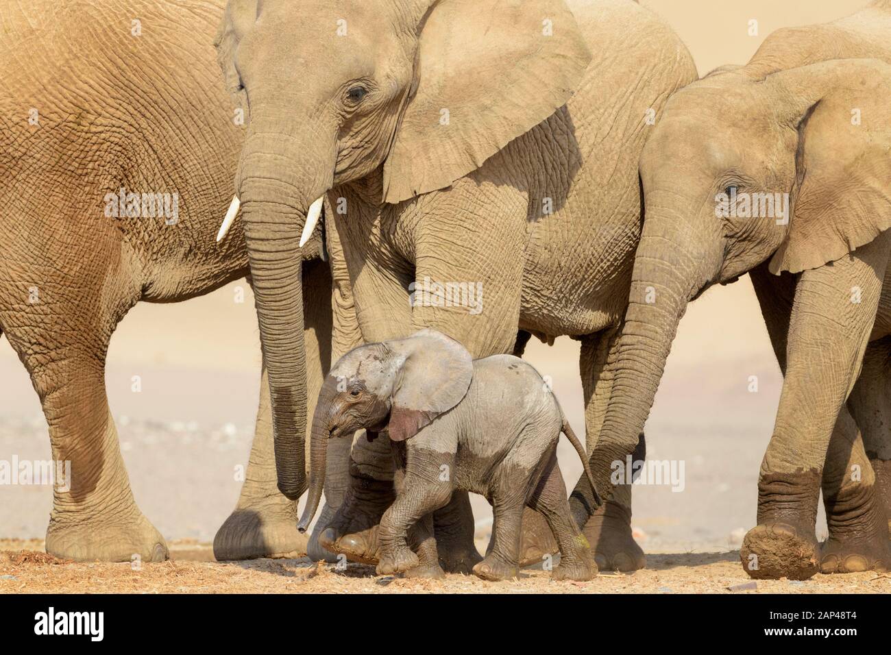 Elephant protecting young hi-res stock photography and images - Alamy