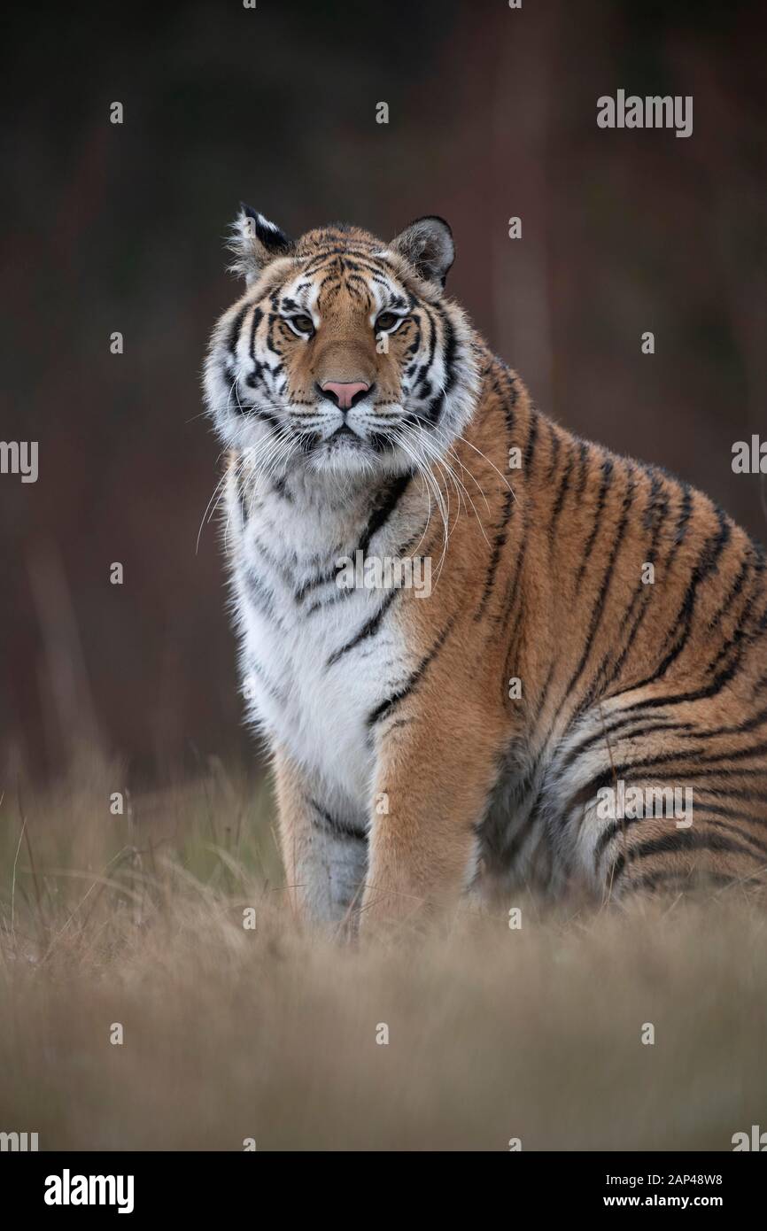 Tiger view hi-res stock photography and images - Alamy