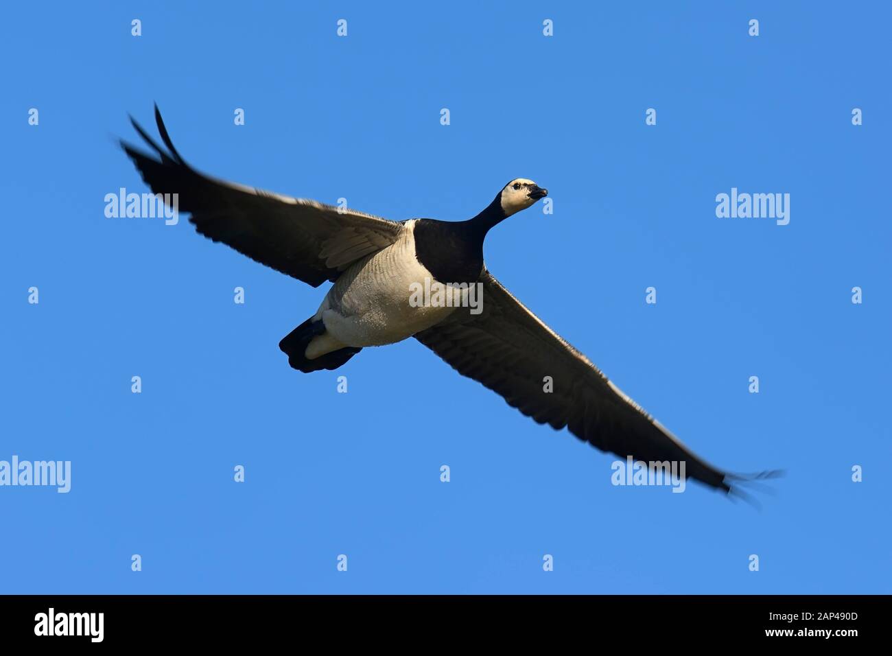 Barnacle goose (Branta leucopsis) in flight, Lauwersmeer, Netherlands ...